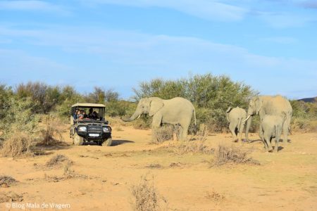 Safari no Sanbona: a maior reserva privada do Cabo Ocidental